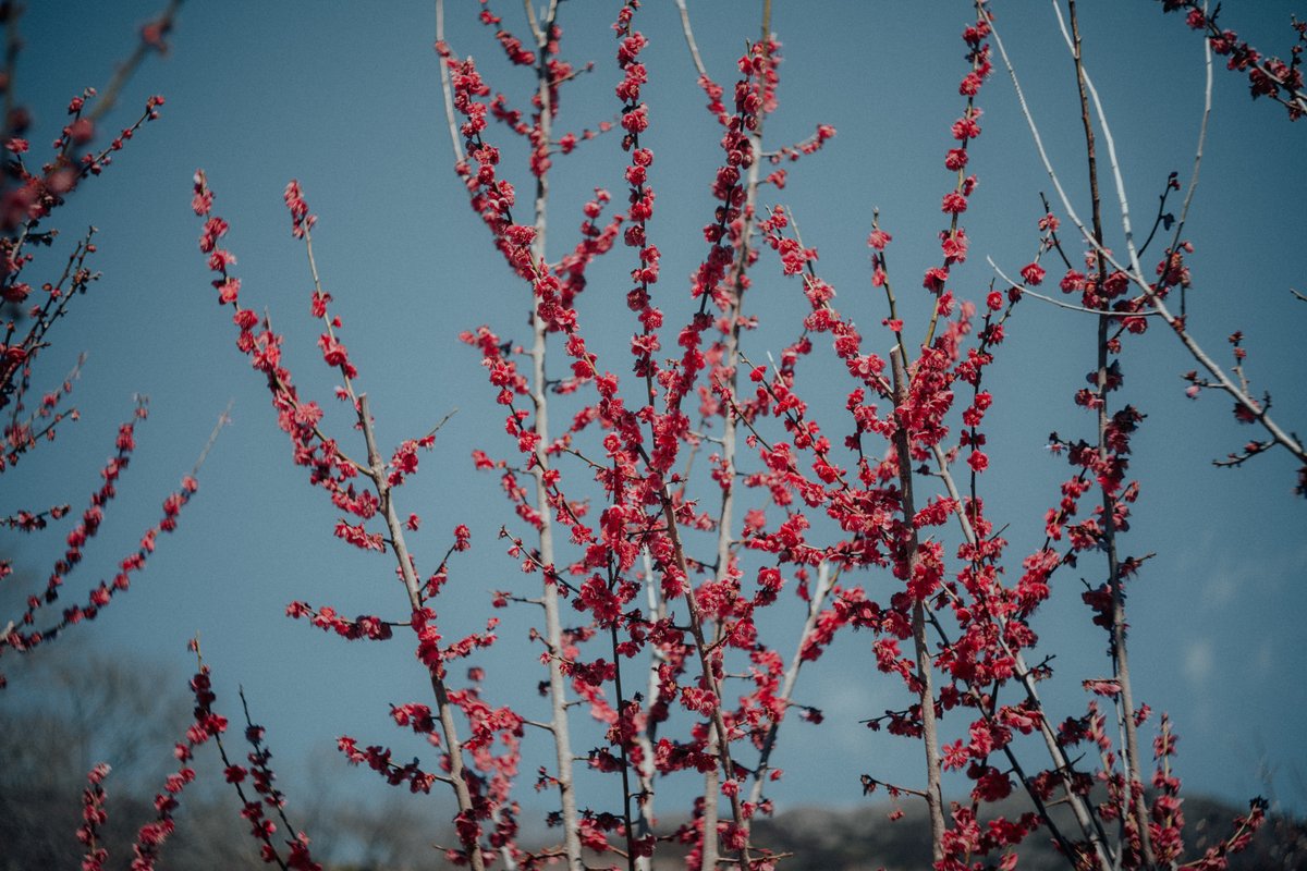 オールドレンズを味わう#1｜CHIYOKO SUPER ROKKOR 50mm F2.8｜Photo and Cinema Bear【脱機材系YouTuber】
