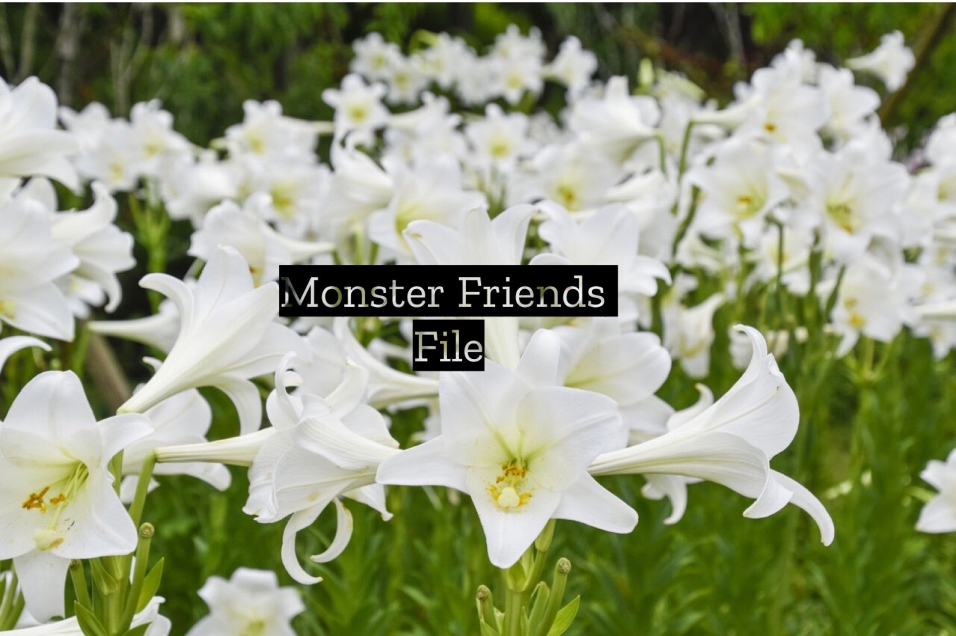 お友達怪物ファイル009(仮怪物)｜関口誠人