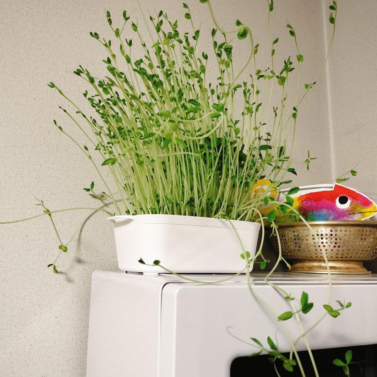 VSコロナウイルス｜MIKAN_LABO