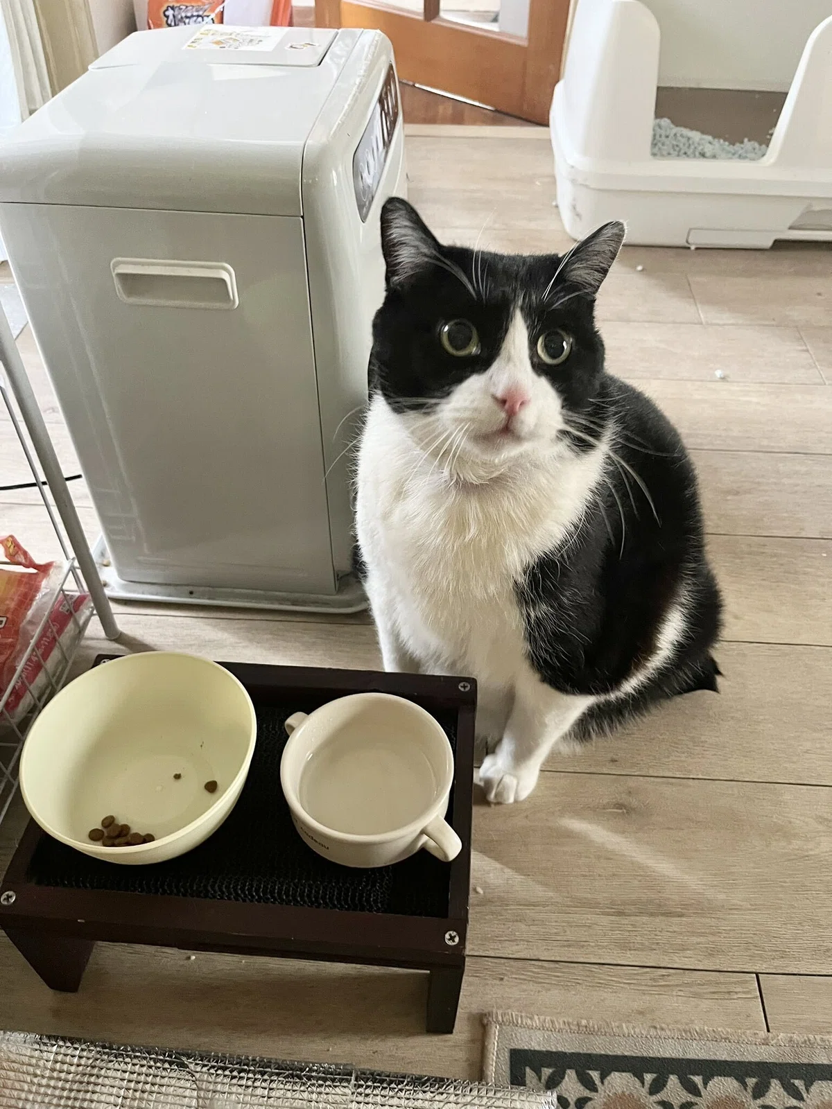 "She thinks I'm a flavor-changing hag..." A cat who leaves a little ...