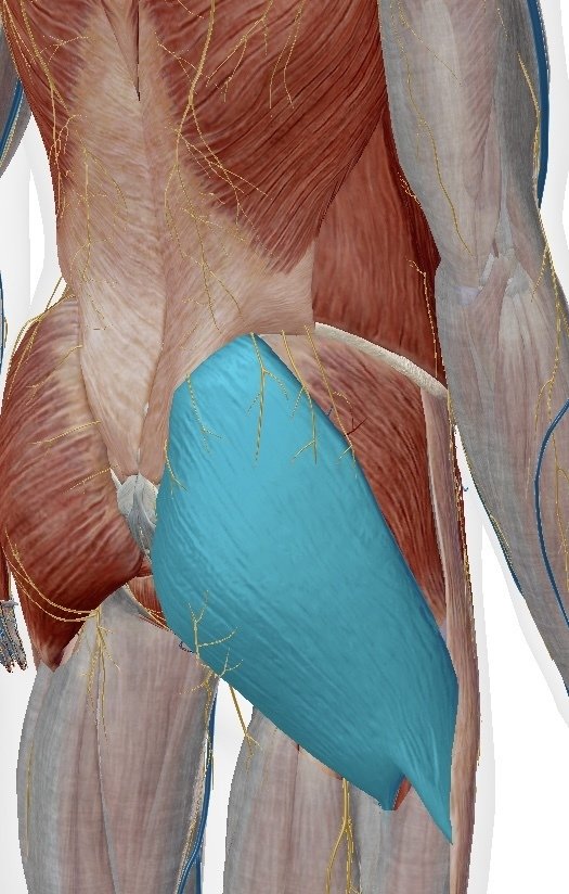 【簡単解説×解剖学】大殿筋（だいでんきん）について 〜お尻の筋肉の働きと鍛え方〜｜PT yoshi