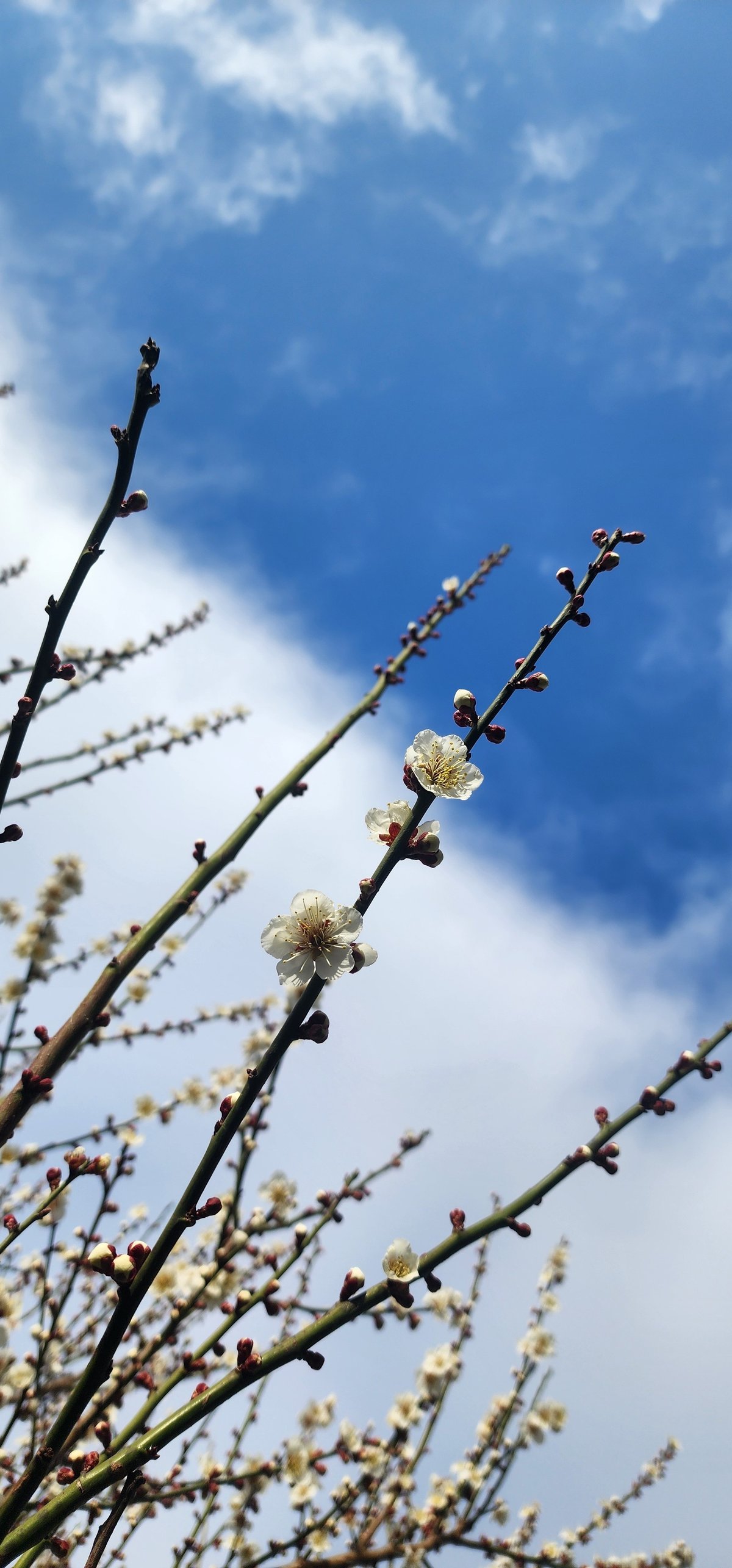 「高校生になりたい」vol.21｜minako