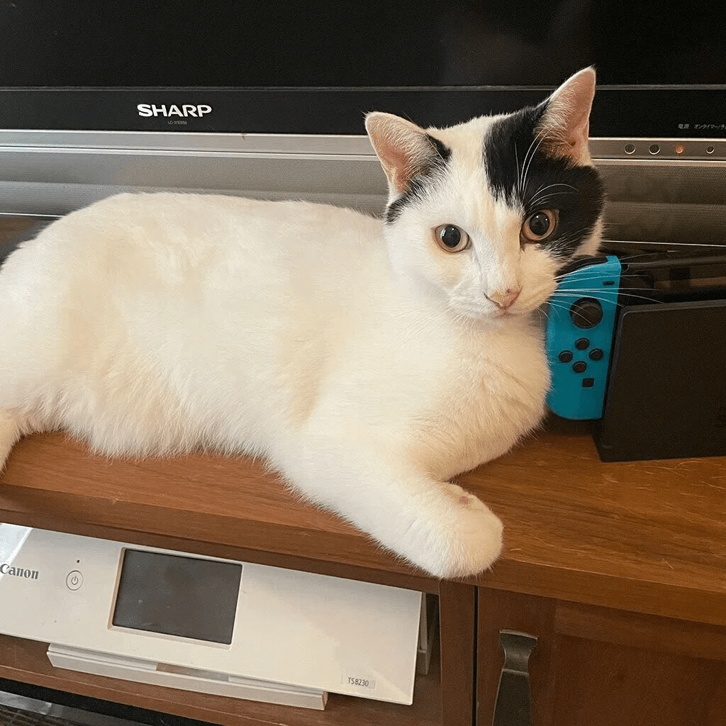 OpenAI Responses API 入門 (2) - 画像とVision｜npaka