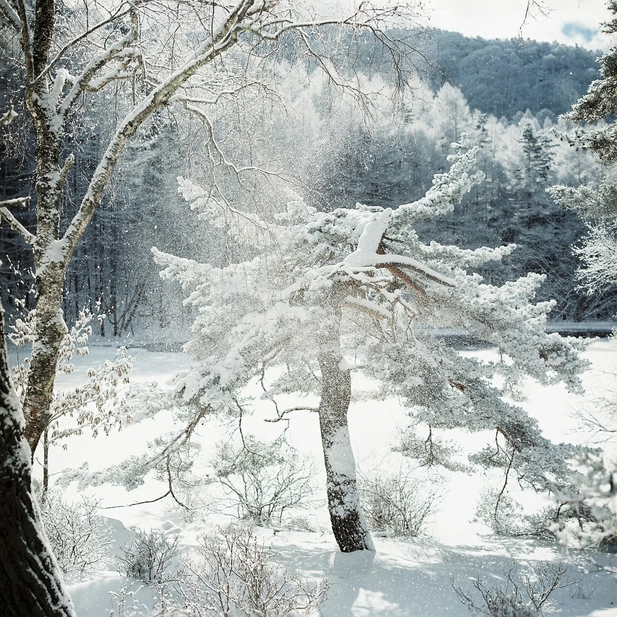 HASSELBLAD 500C/Mといく冬の長野旅 1｜Takuma Shogaki