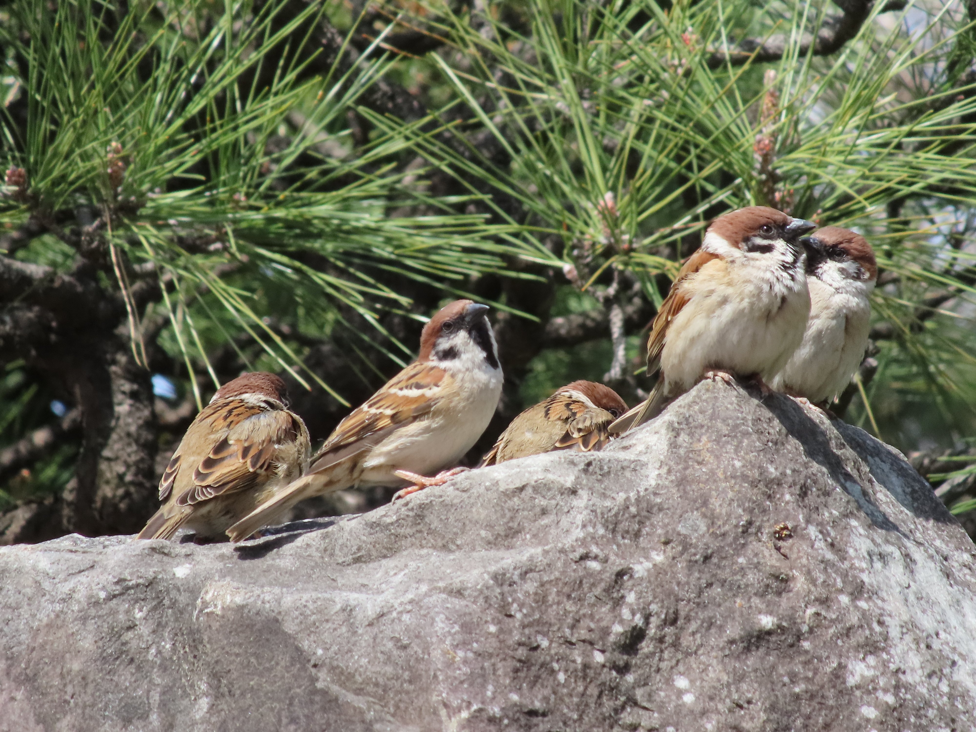 2025年3月14日 川崎大師｜ExportControl
