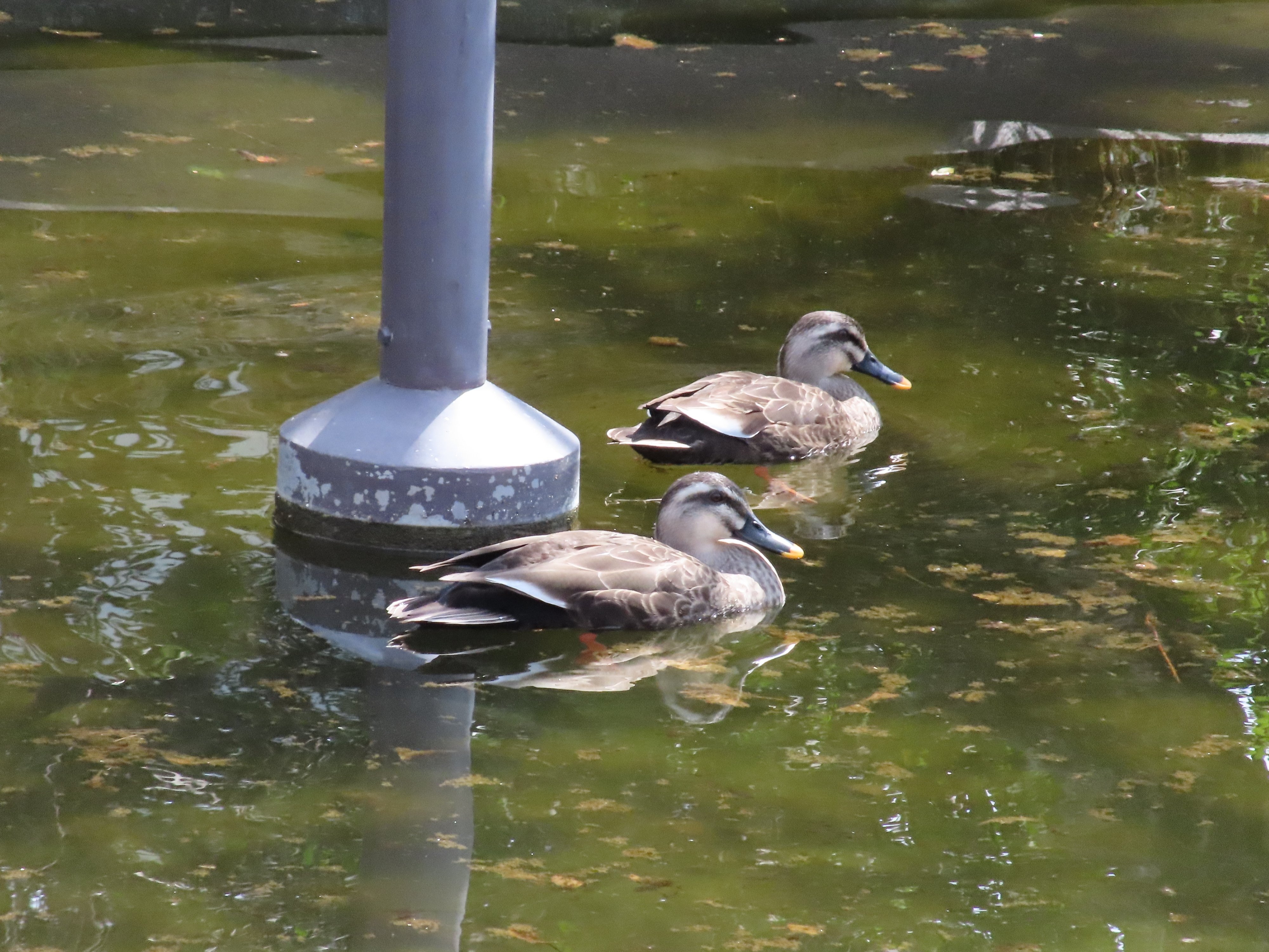 2025年3月14日 川崎大師｜ExportControl