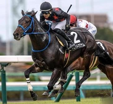 【2025 スプリングS（G2）】～予想篇｜Haya