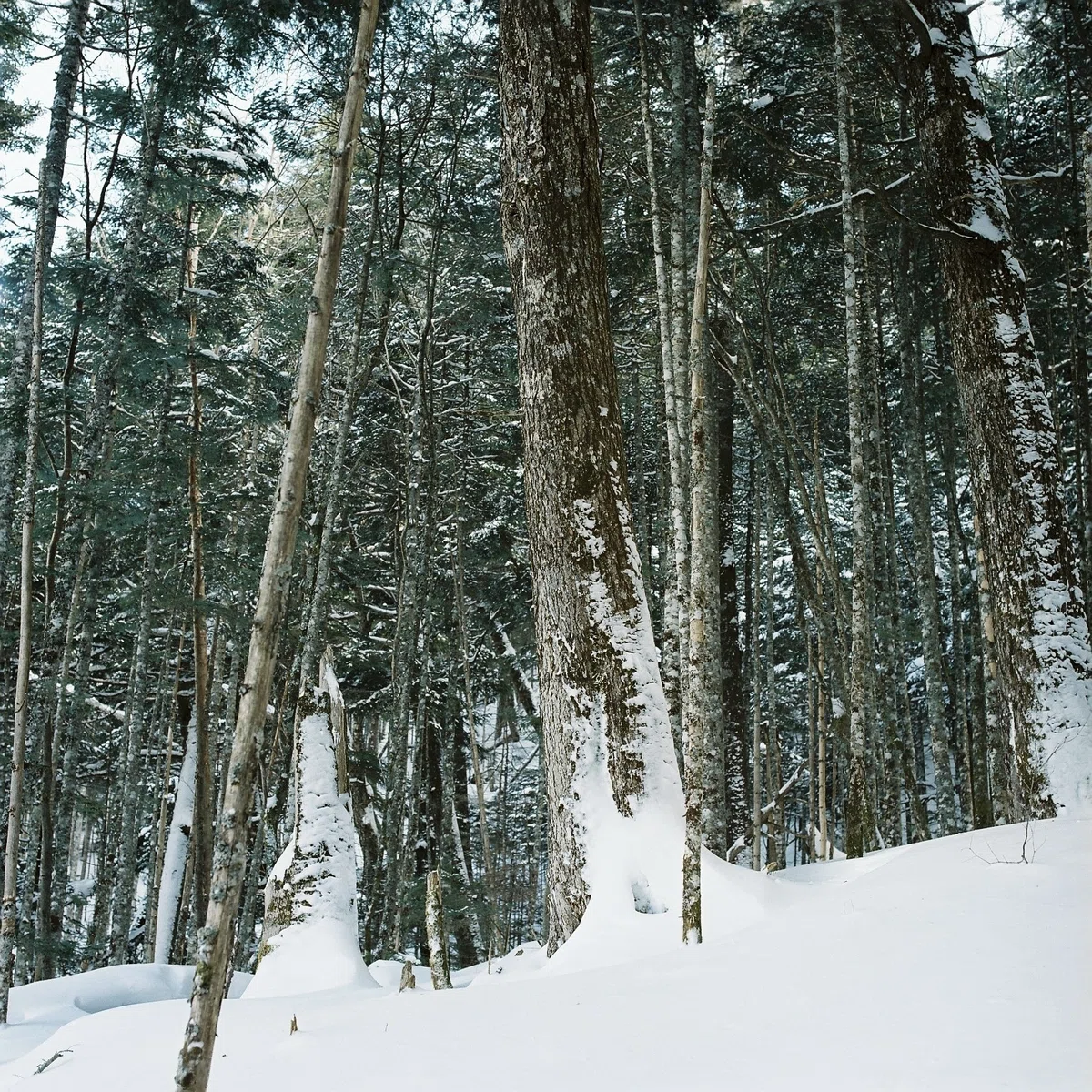 HASSELBLAD 500C/Mといく冬の長野旅 2 ｜Takuma Shogaki