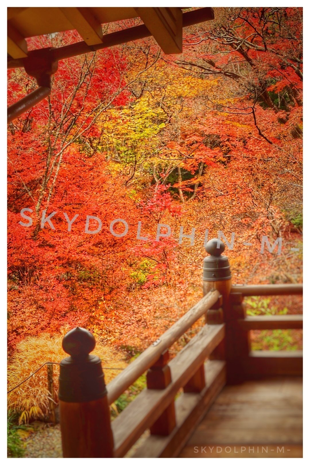 🍁Autumn🍁sample -秋のサンプル-｜Skydolphin-M-