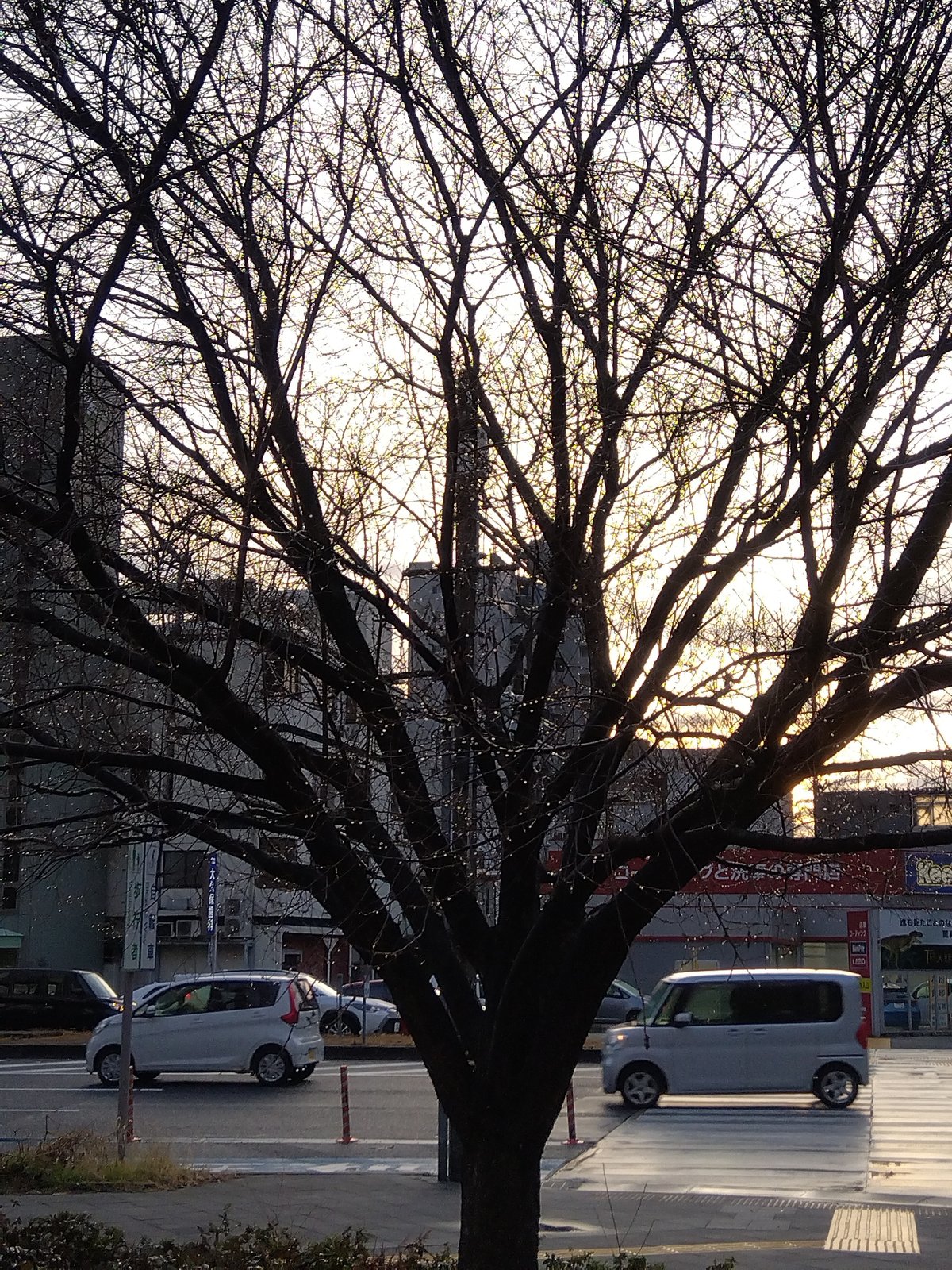 短歌 -樹雨-｜Hiro Funahashi