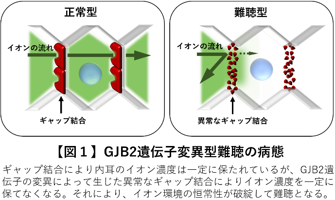 遺伝性難聴の原因の「GJB2」の遺伝子変異を、「ゲノム編集技術」で置き換え、正常に！｜TANOSHIKA 翼祈（たすき）/Webライターin福岡
