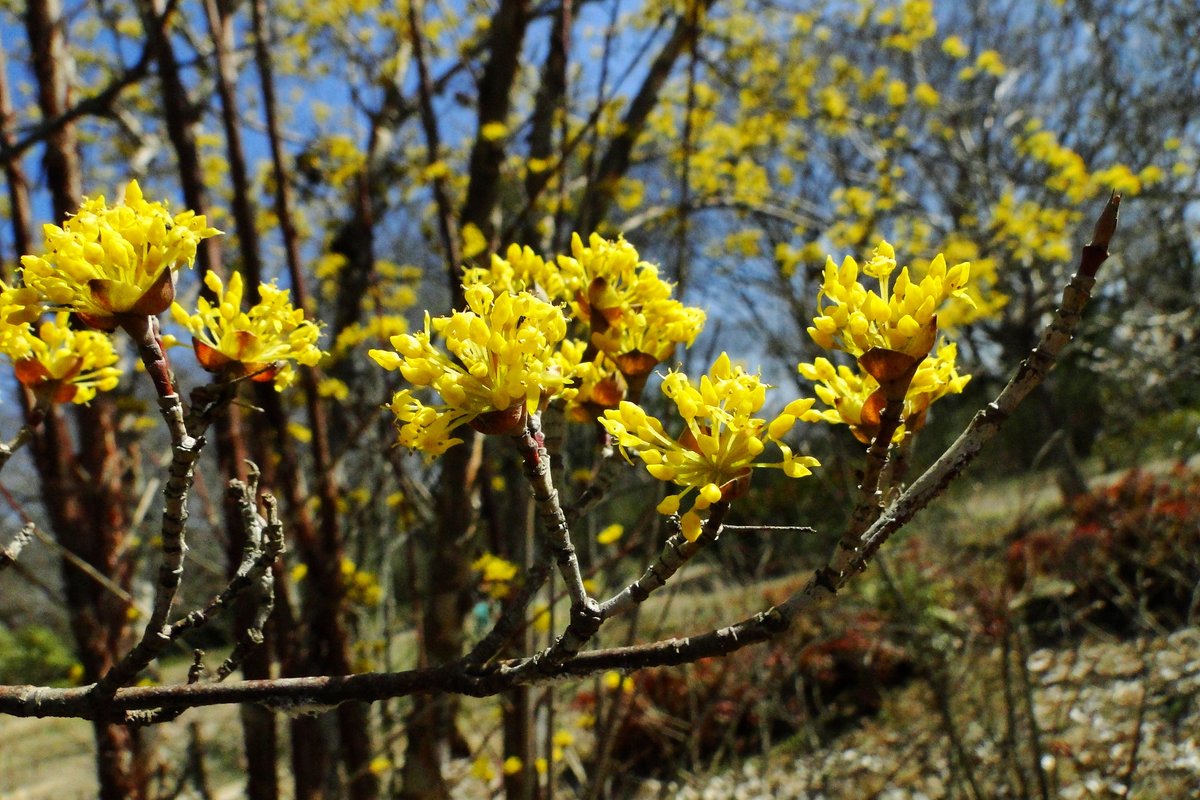 サンシュユ2025/03/18｜HRSD-note