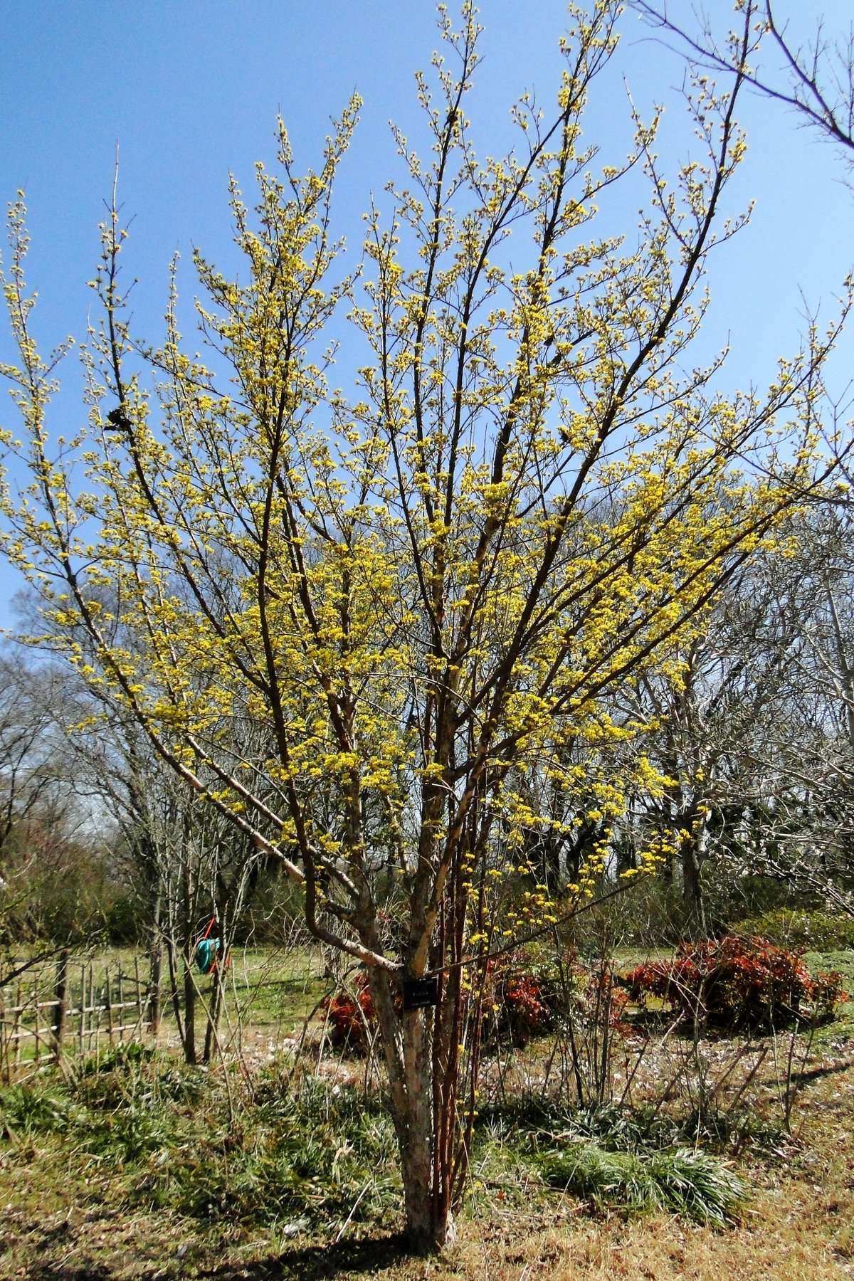 サンシュユ2025/03/18｜HRSD-note