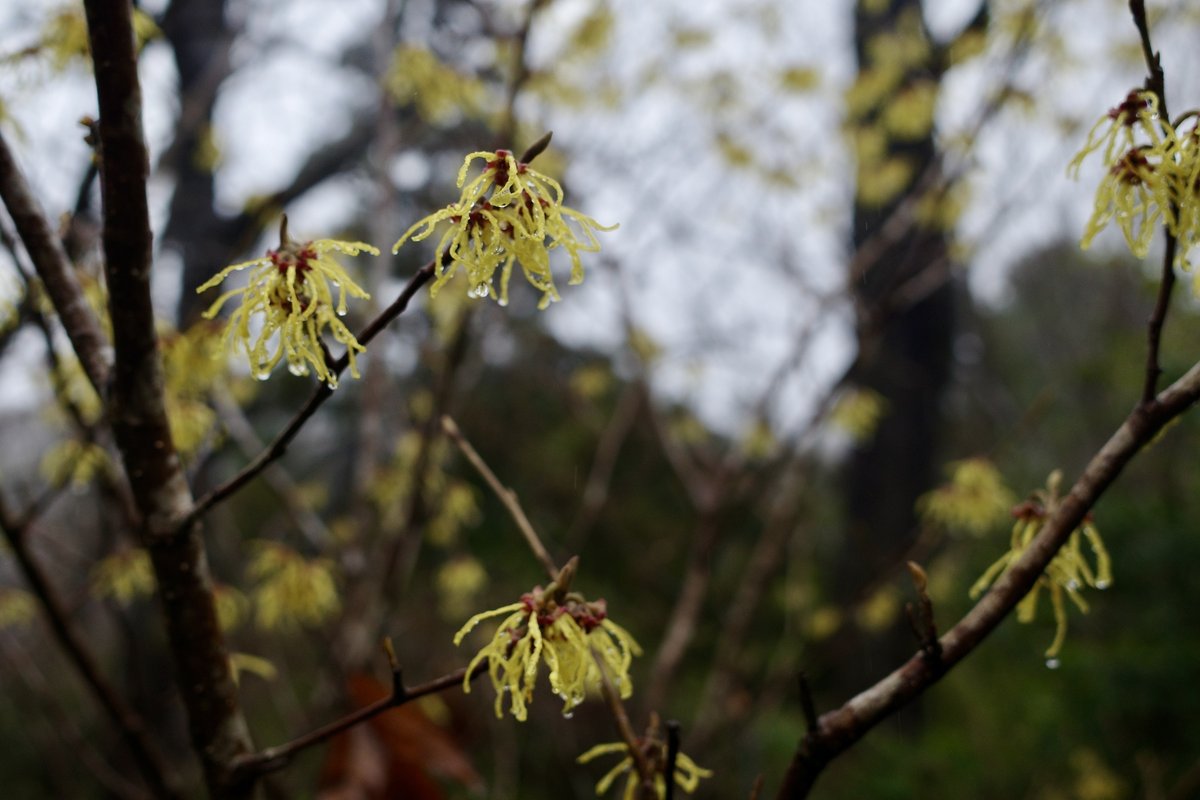 セカンドハウス 『春雨は甘雨』｜季節花人 | Shoko Kondo