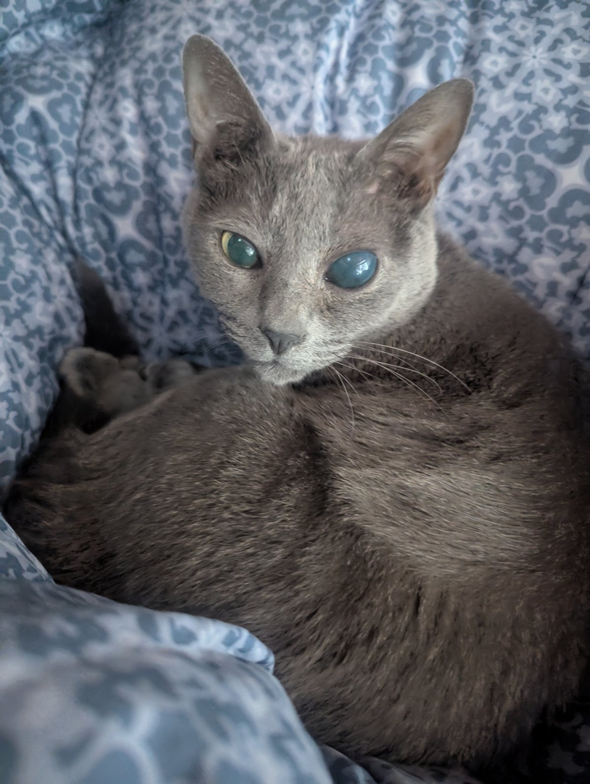 私んち家の愛猫達🐱🐱｜kei1diablo