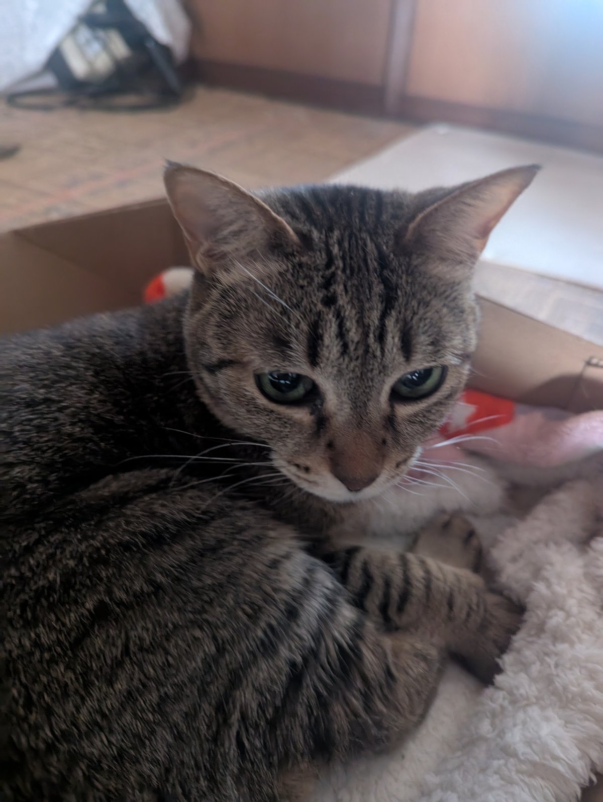 私んち家の愛猫達🐱🐱｜kei1diablo