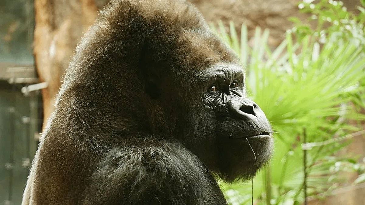 Kyoto City Zoo Complete Guide: Highlights, Recommended Itinerary, and ...