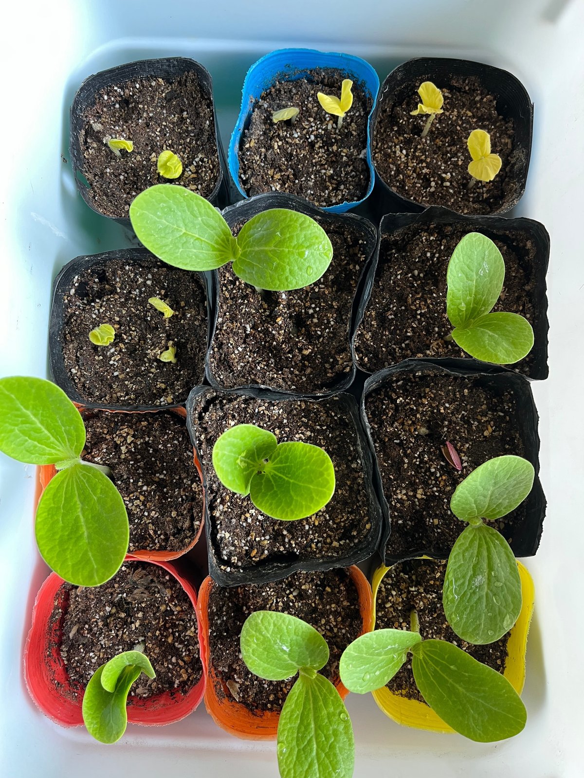 発芽率アップの秘訣！催芽で野菜を育てる｜ca-ptain@農ある暮らし