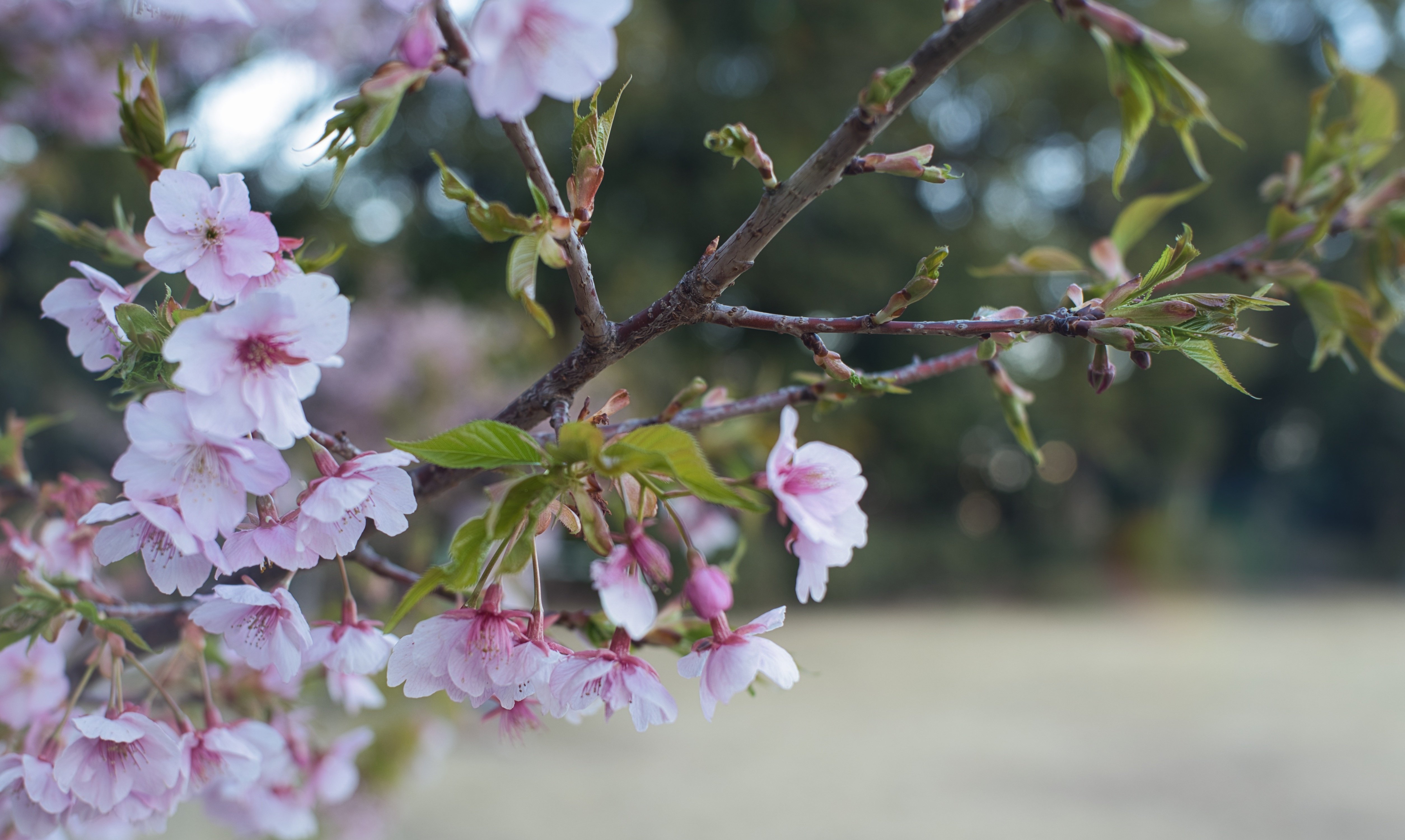 写真｜時間ならいくらでもある。｜見龍｜TatsKrafts - GLOT Inc.