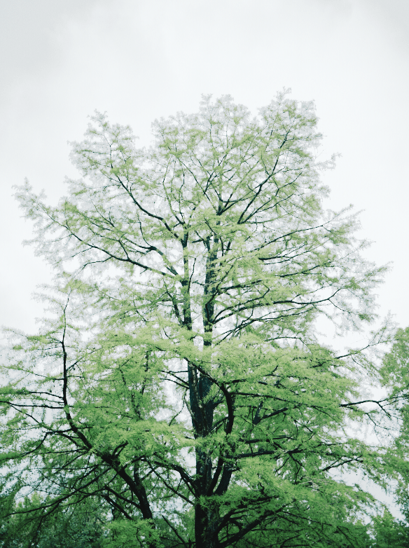 【写真編集】Capture Oneがすごい｜uhe / Yuhei Okamoto