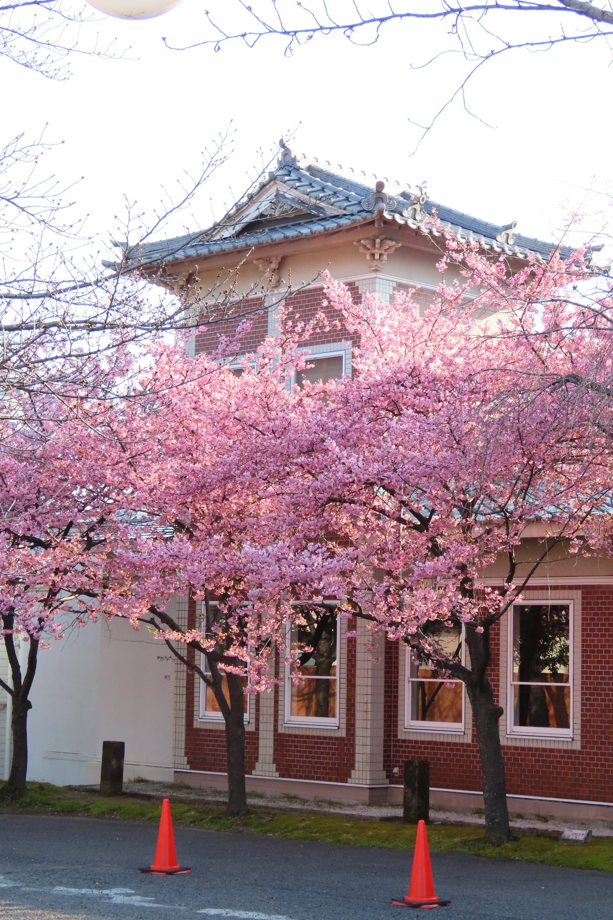 サクラヒルズのカワヅザクラ+SX70HS評価その1｜HRSD-note