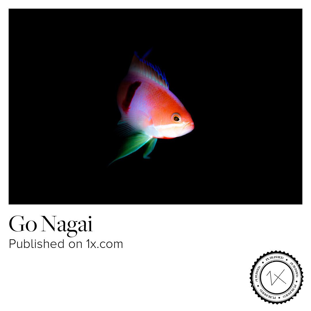 「世界一厳格な写真ギャラリー」1x.com〜1xとの出会い、そして初掲載までの道のり〜｜Photographer GoNagai