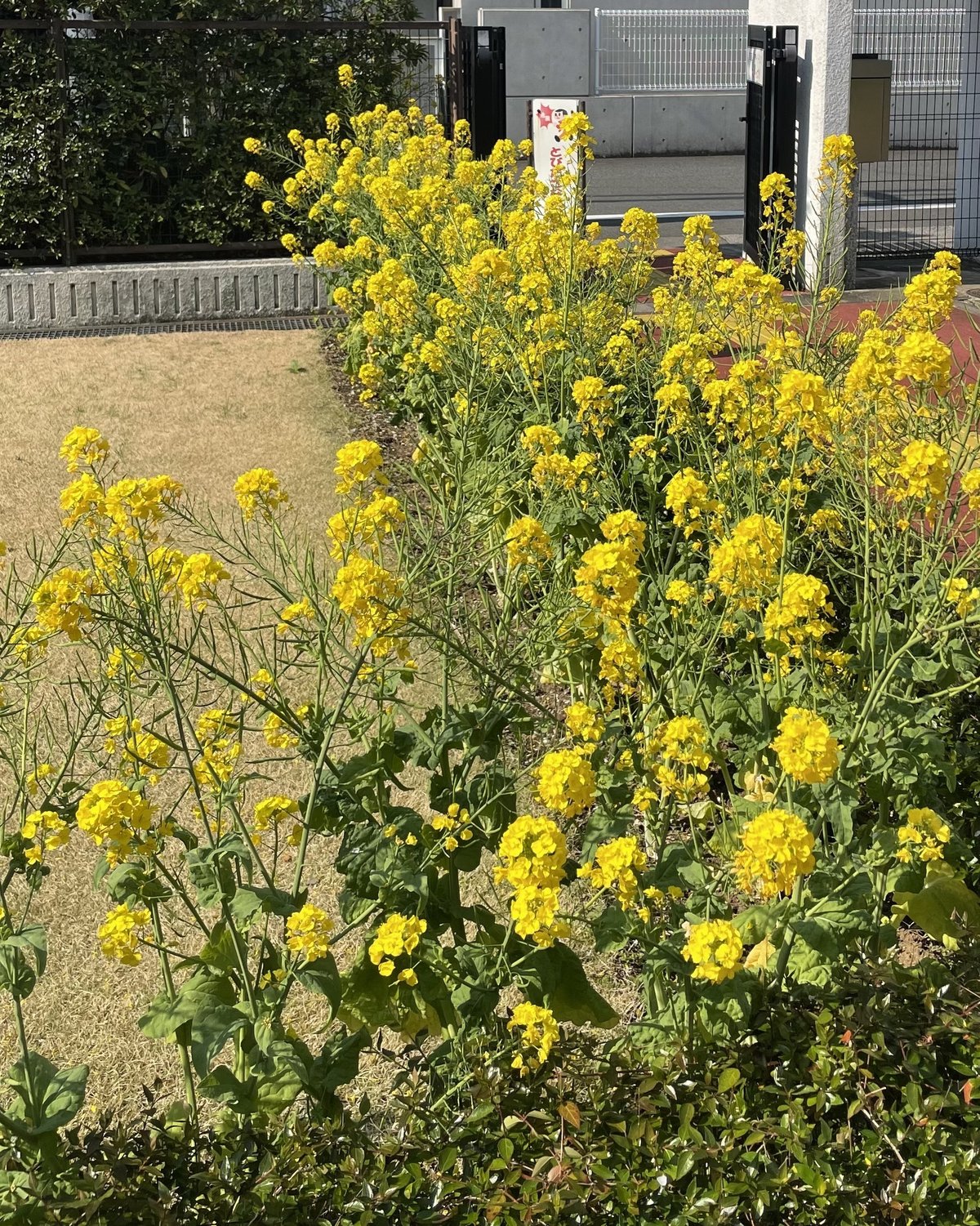 黄色い花｜miyako＠50歳からの「考える生活」