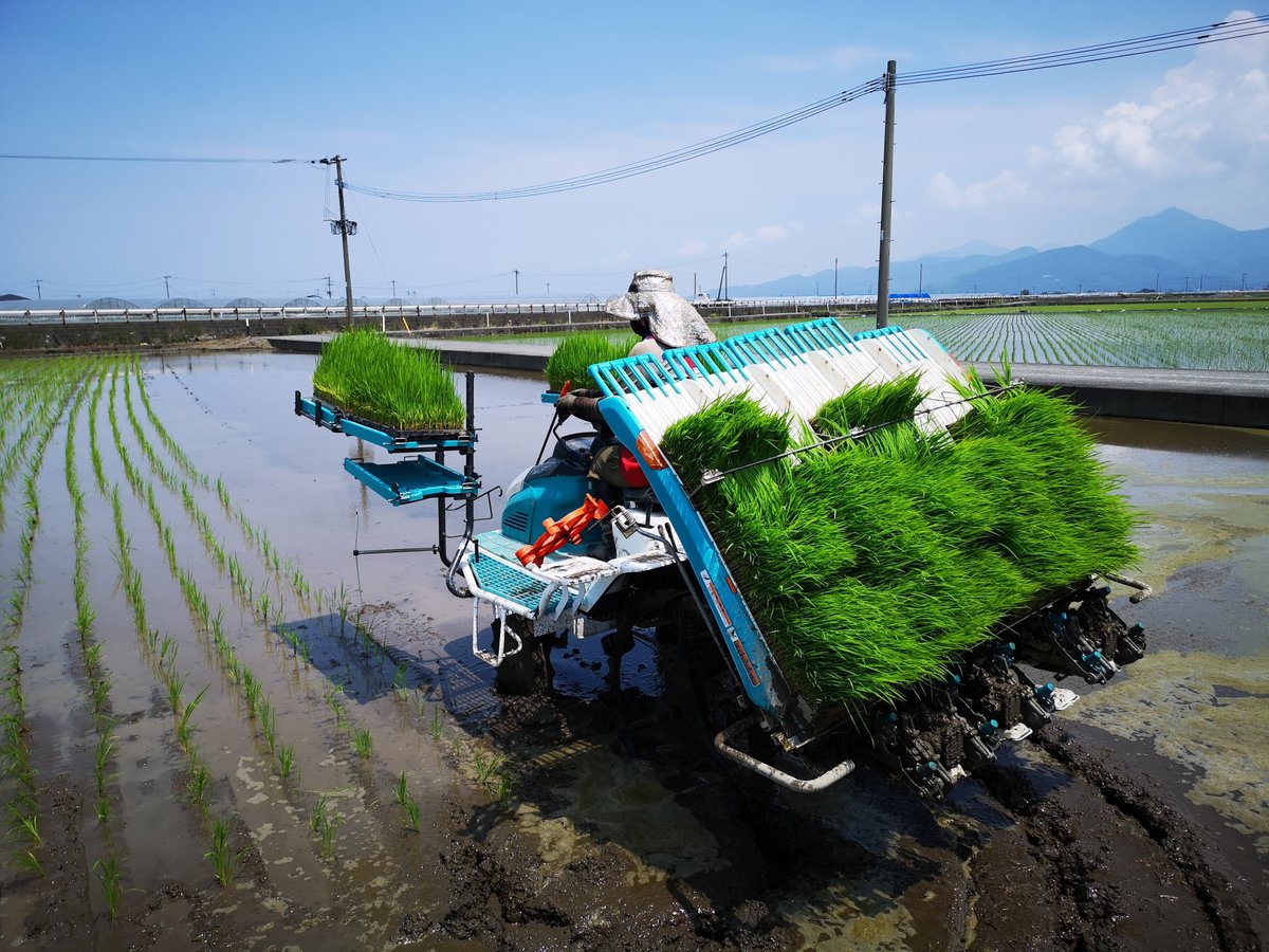 トマトと水稲の栽培を行っています。今日は水稲の話｜yoshimura-nouen