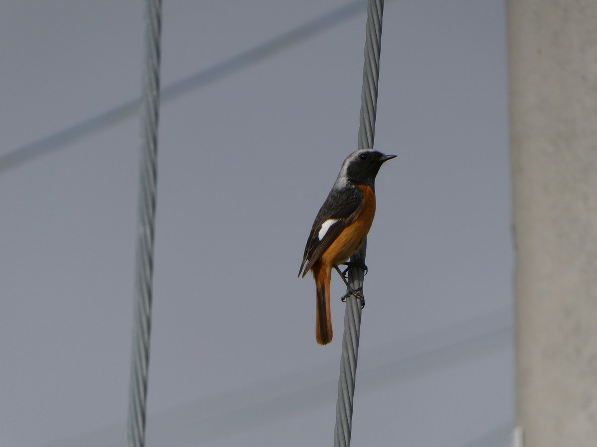 初めてカメラというものを買った。TZ99の作例★（いっぱいの写真）｜なにか