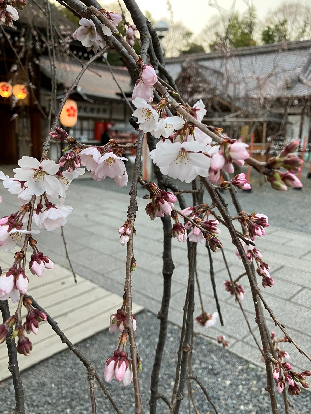 Cherry Blossoms on March 25, 2025｜YOS-English