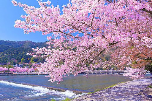 # 日本三大桜から秘境の絶景まで！2025年絶対に行くべき花見スポット完全ガイド｜のりたん