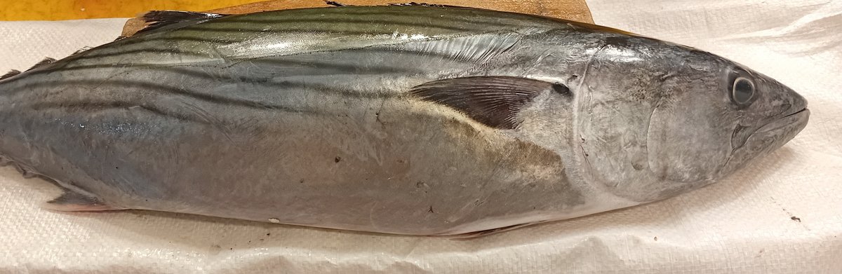 チリ海鮮図鑑 第2回｜Bonito（ボニート）— 目利き最難関!? カツオに似たカツオじゃないやつ｜Sakana de Momo