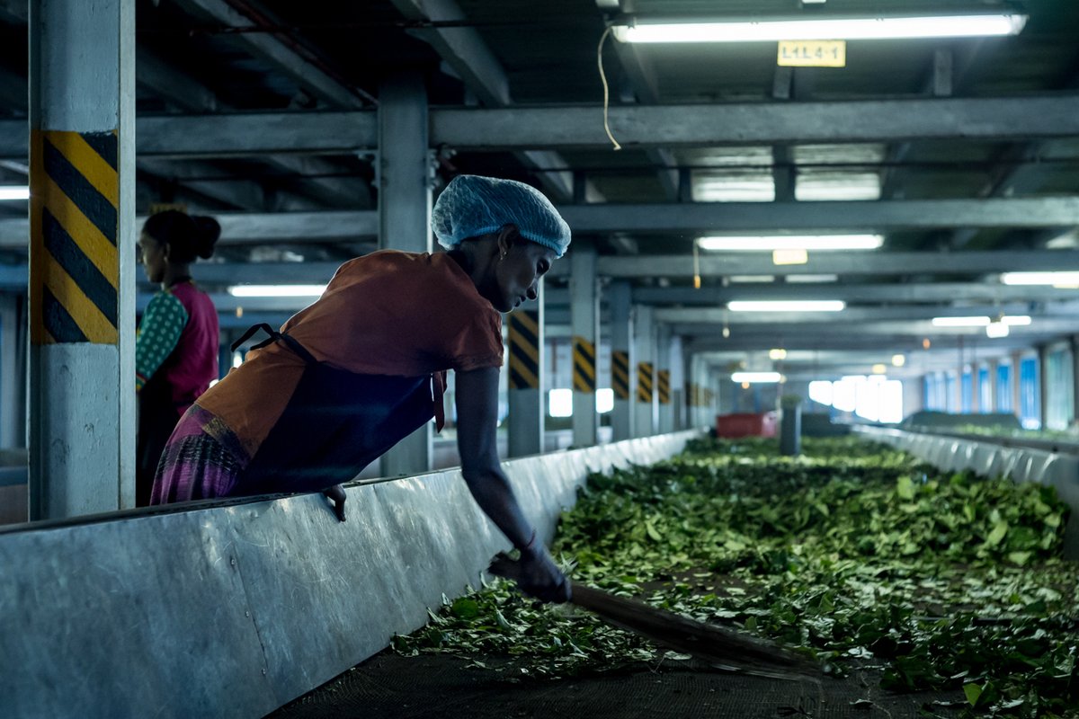 [旅行記]スリランカの茶園と紅茶｜Hiro Oaks / 日々の雑感