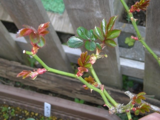 春の足音｜kenji comp