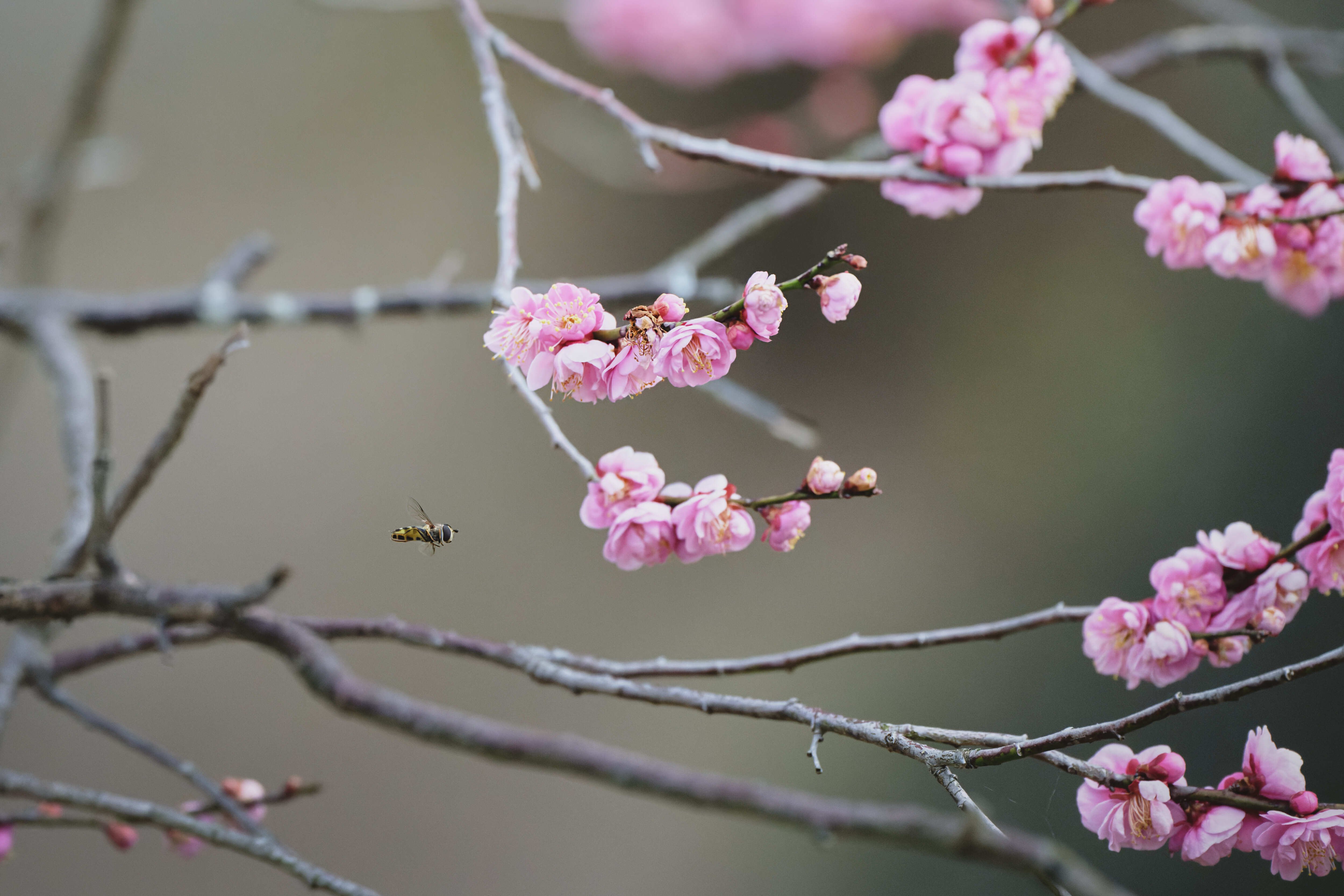 2025.3.28 元虫嫌いが撮った虫写真2024｜Yusuke Marianne