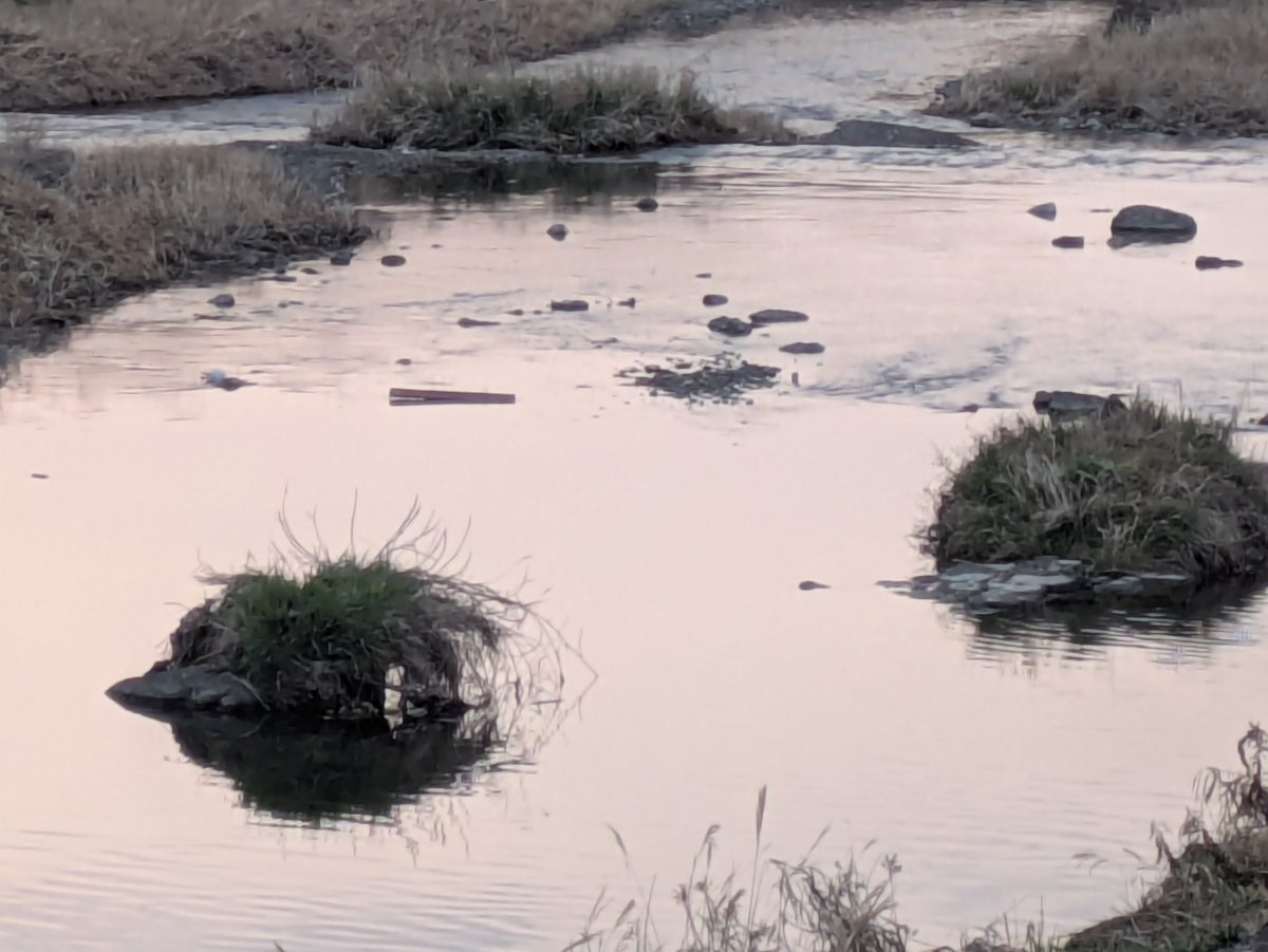 第3巻歌番号482番歌 作者 高橋虫麻呂(高橋)｜ichiro70