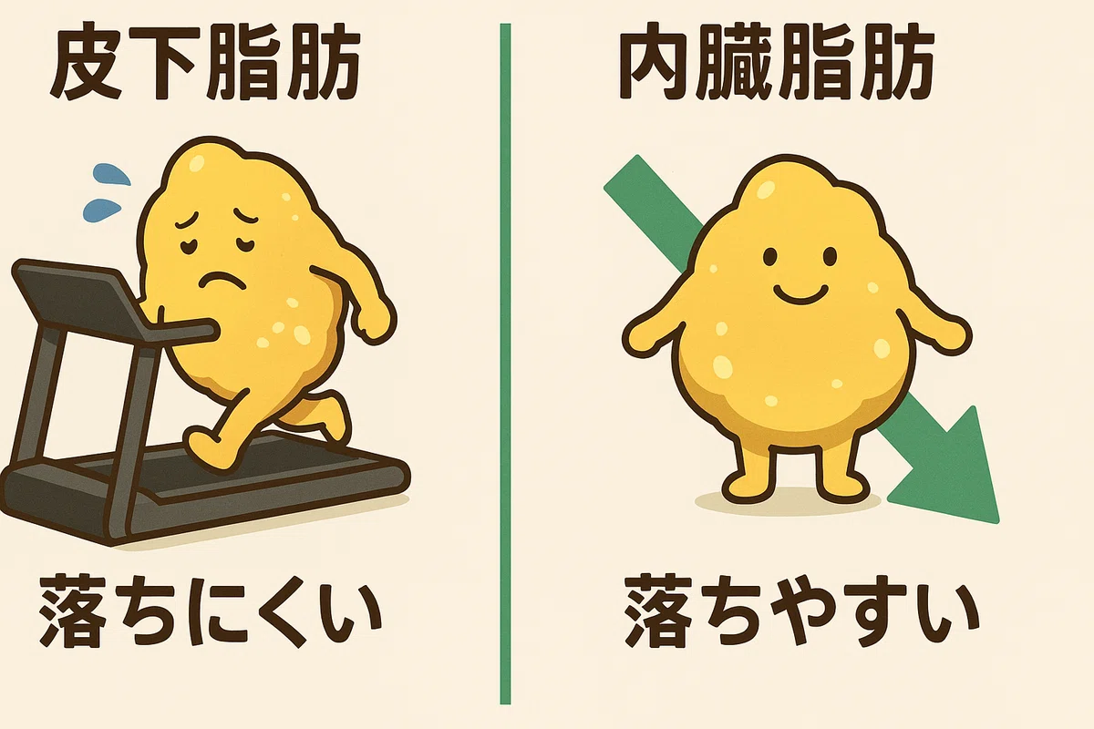 皮下脂肪と内臓脂肪の違いとは？それぞれの特性を知って、効率よく脂肪を落とそう！｜RESIST公式｜ウェルネスブログ