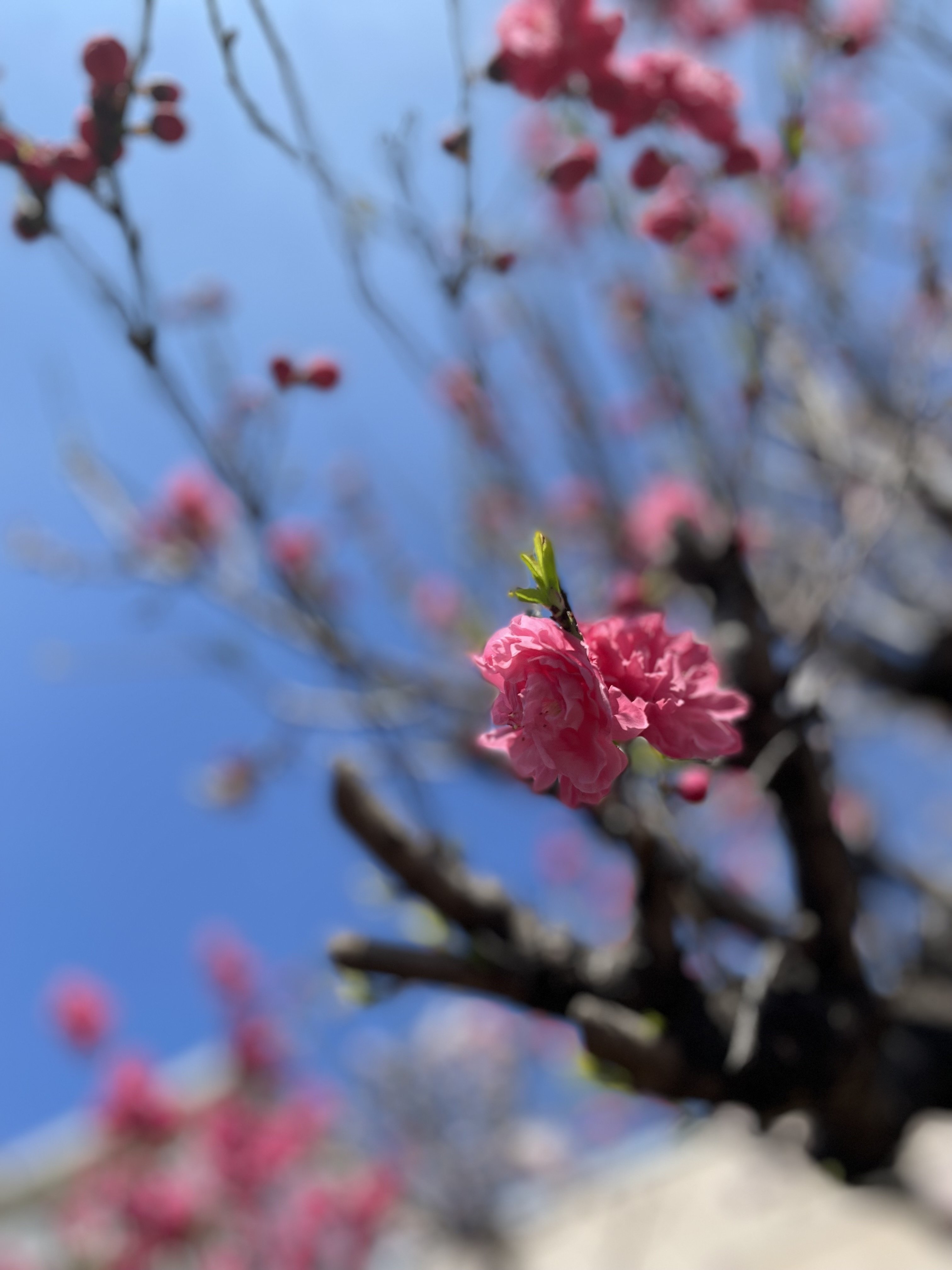 2025年3月28日 梅 iPhone12mini｜ExportControl