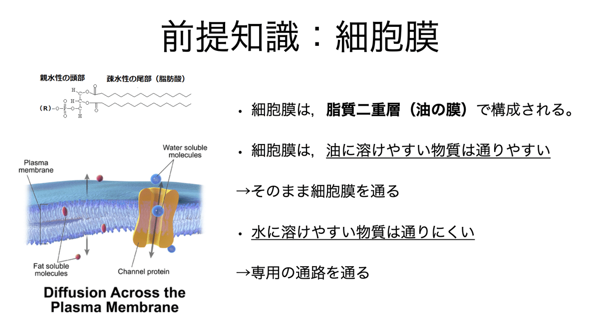 【告知-2】4/2学術バーQのイベント『薬を知るBAR：薬はどうやって効くのか？』にWriter Rinkaが登壇します｜Writer_Rinka
