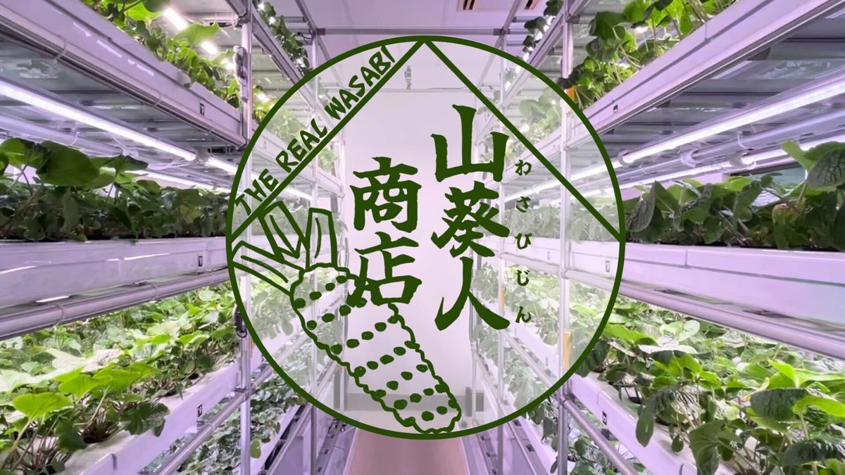 わさび栽培1年生の日々｜株式会社NEXTAGE
