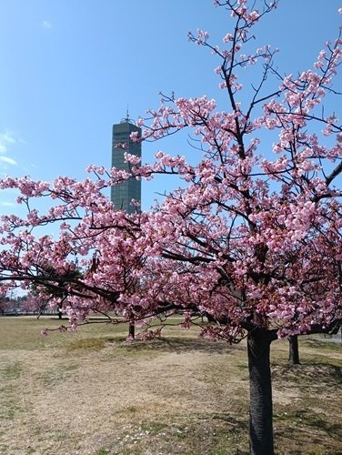 2025年の春もよう｜mikelan