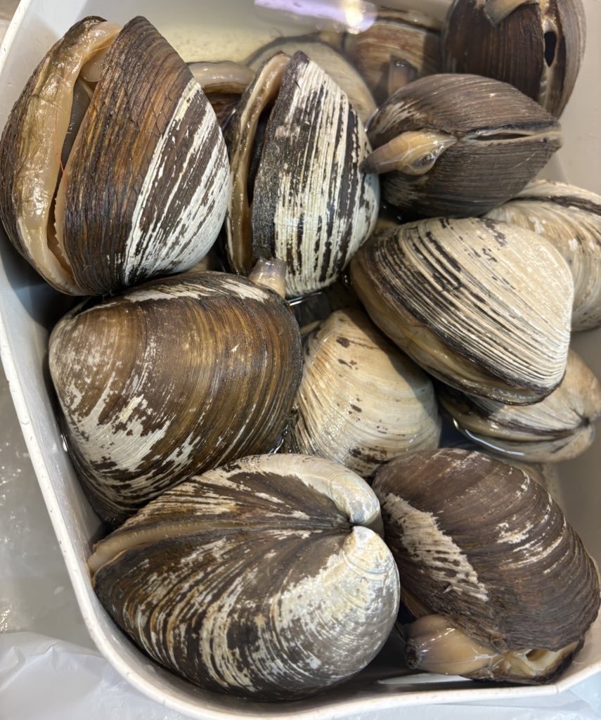 北寄と帆立のちらし｜rubia_akane