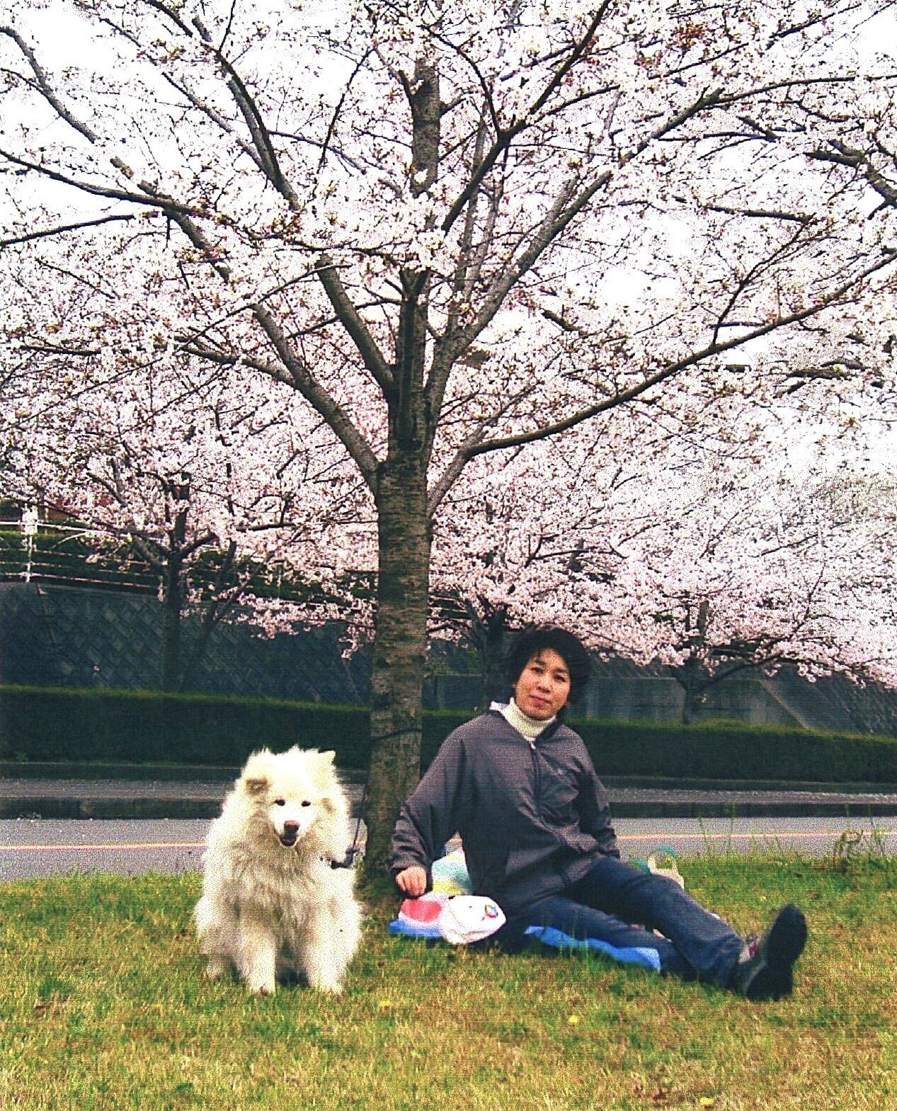 写真「With The Dogs」・・・穴場｜Rabi Sato