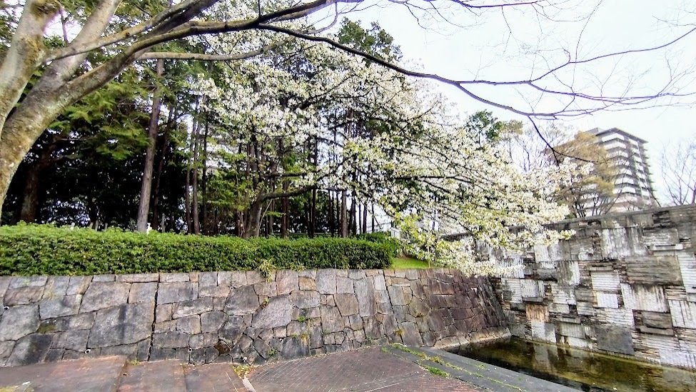神宮東公園の桜2025/03/31｜HRSD-note