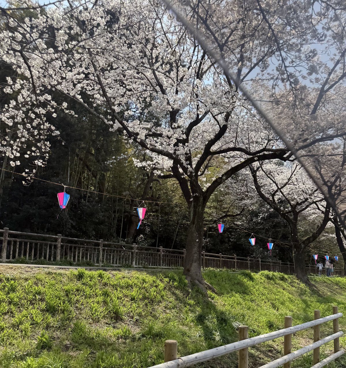 SNSの情プラ法 情弱者向けにわかりやすく解説してもらいました｜Charsound