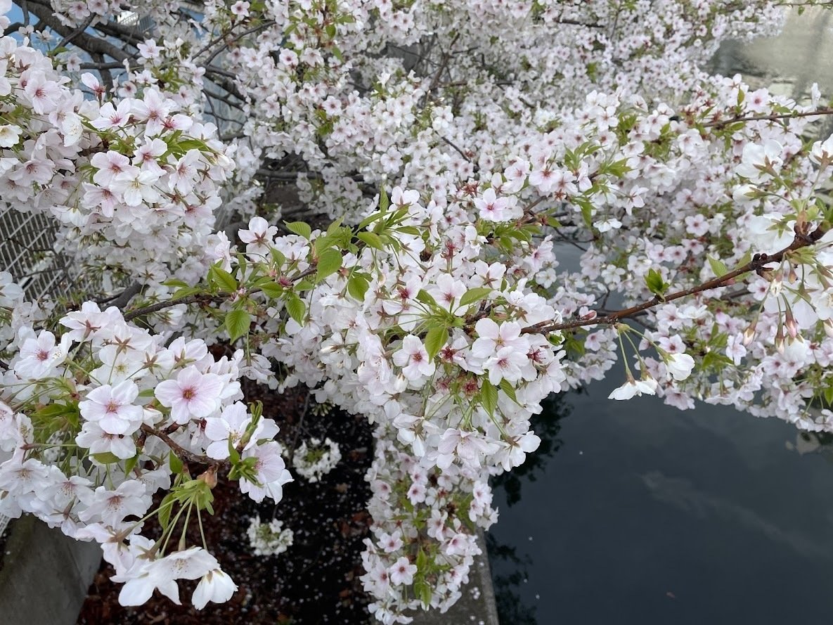 自己紹介します！｜Ta-yi-329