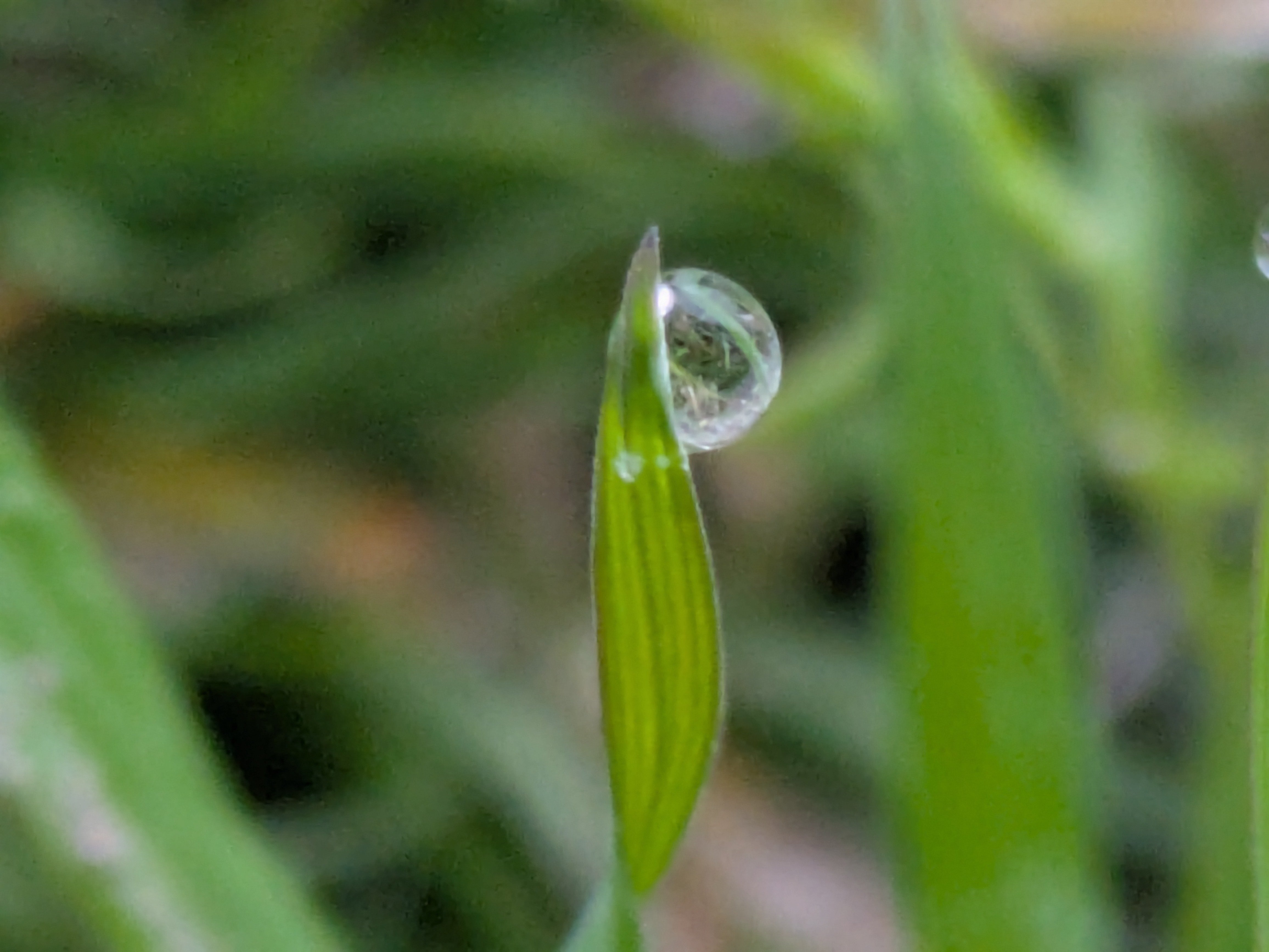 今朝の水滴②｜ichiro70