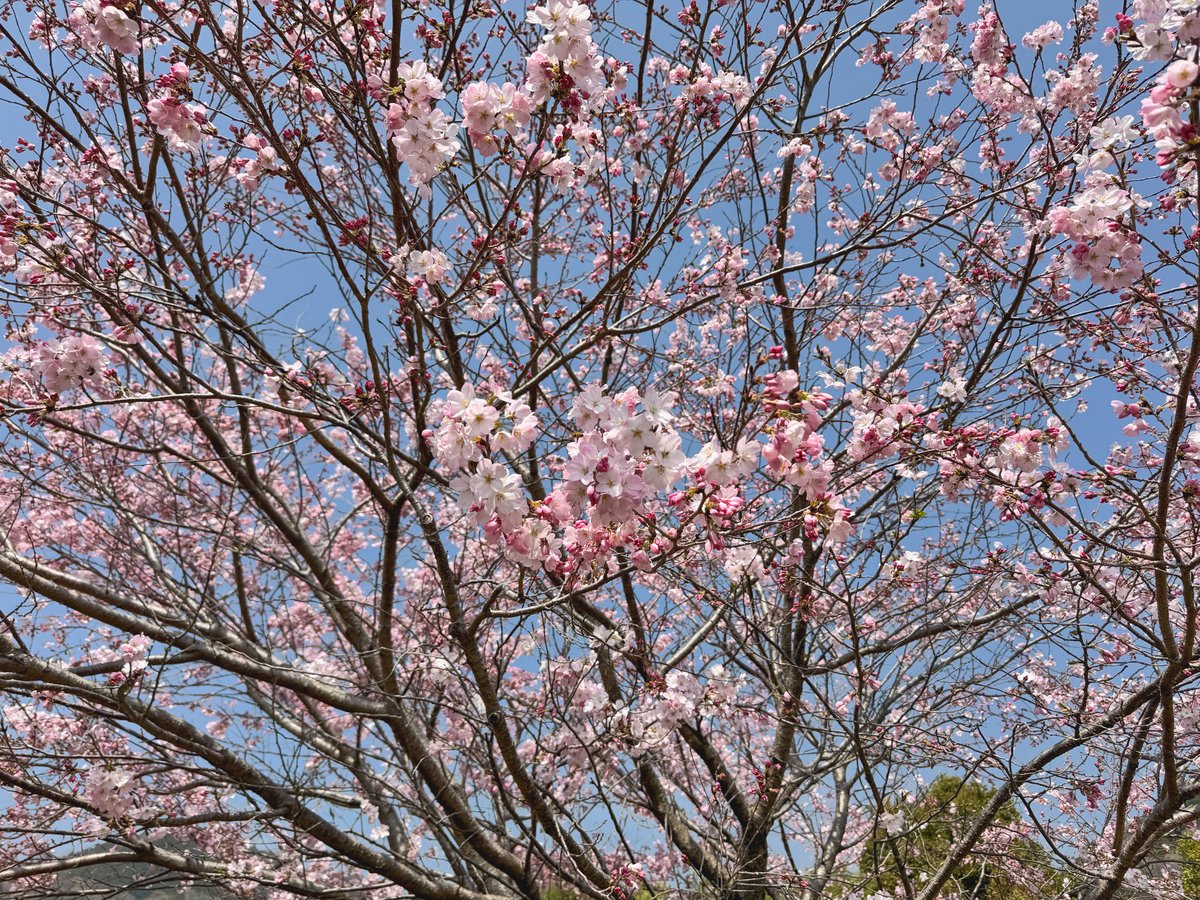 桜らしい色のジンダイアケボノ｜Cressonboy