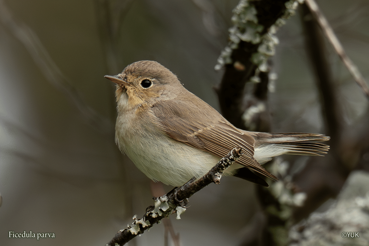 ニシオジロビタキ｜YUKI@NMG