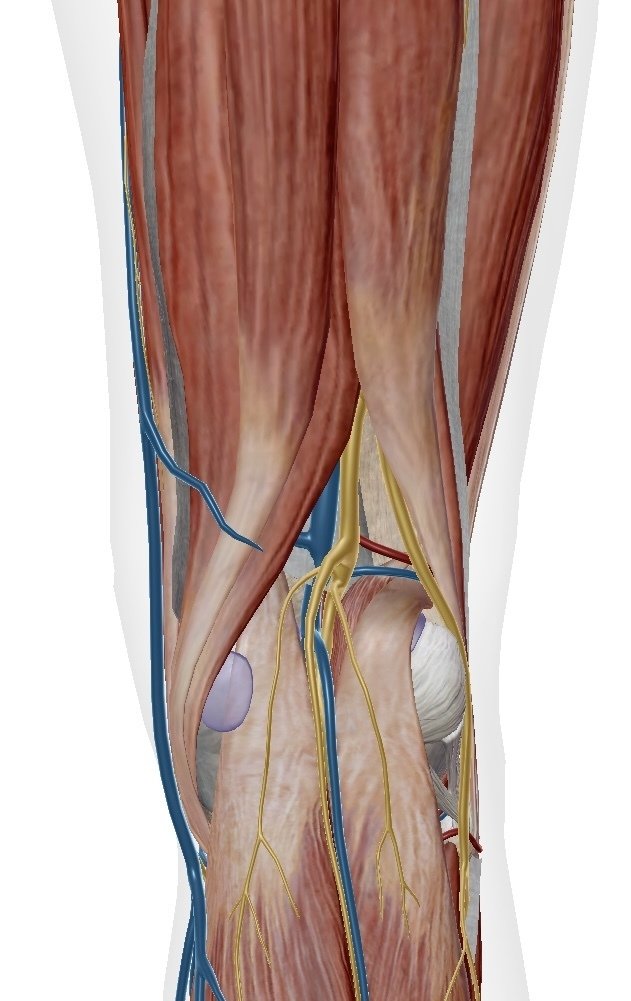【膝の裏が突っ張る原因は？】筋肉だけじゃない“神経の動き”にも注目を！～長引く違和感の意外な正体とは～｜PT yoshi